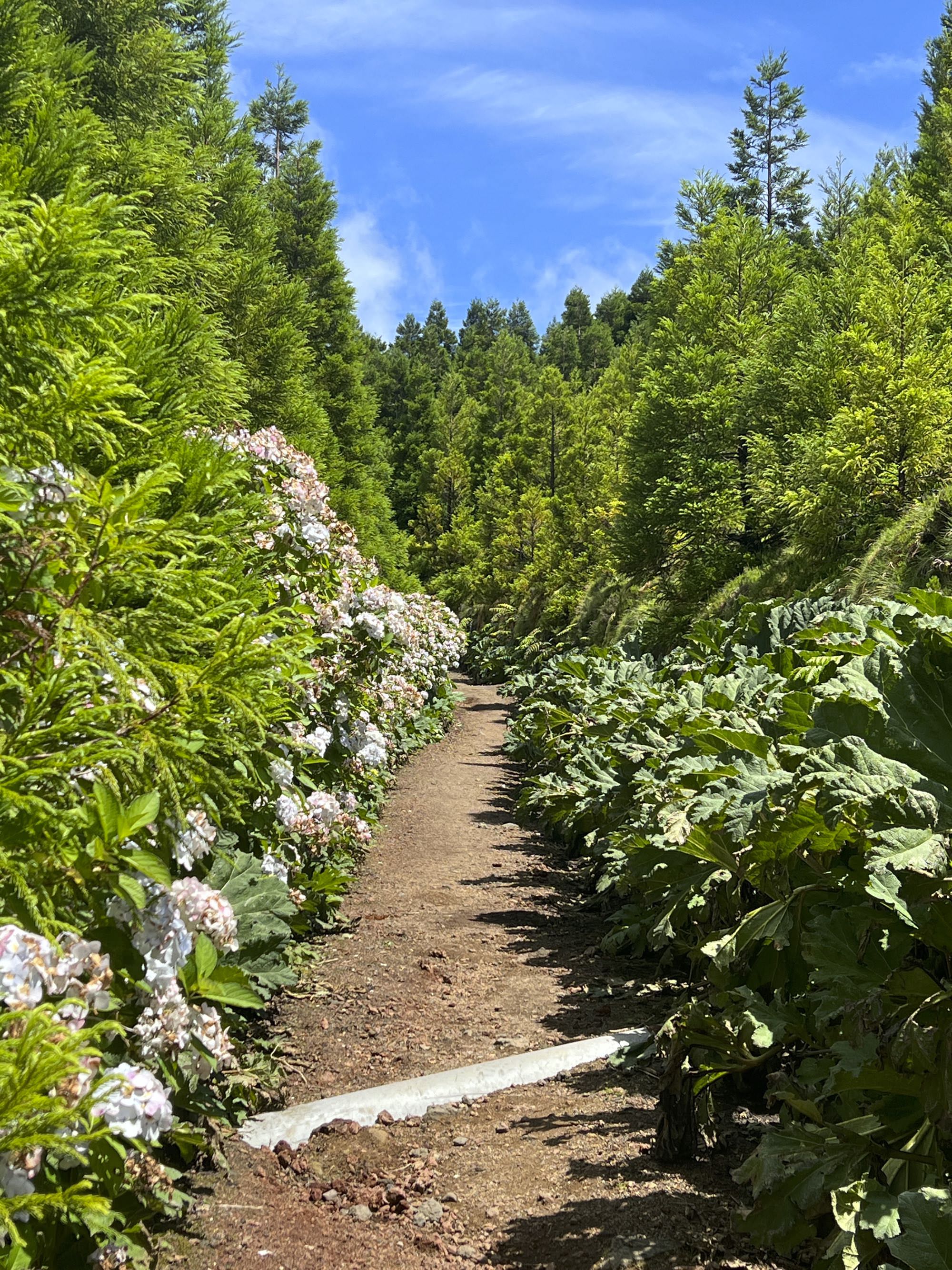 Tour 14 – Lagoas Empadadas - Wandelgids voor de Azoren