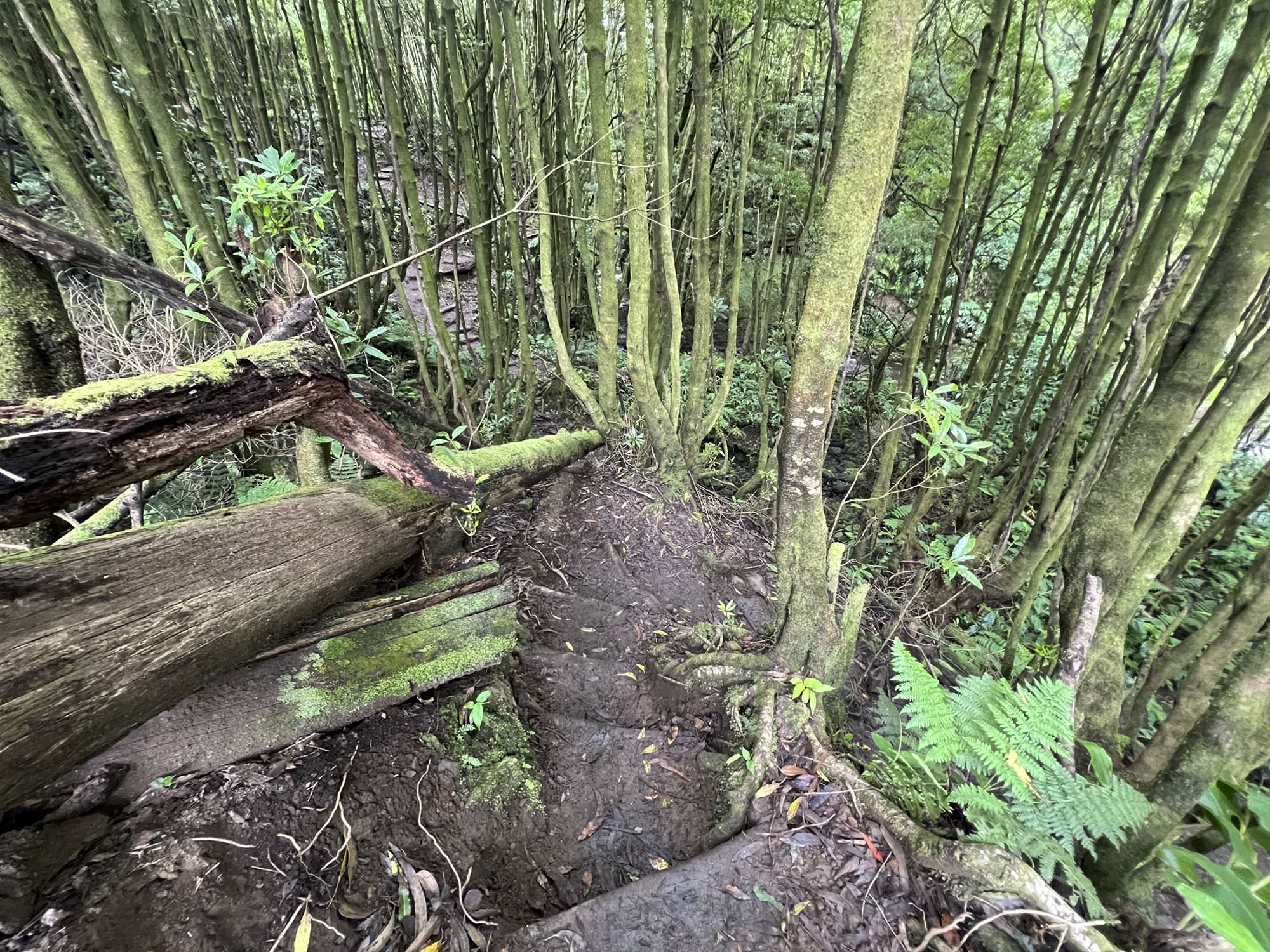 Tour 27 – Van Faial da Terra naar Água Retorta - Wandelgids van de Azoren
