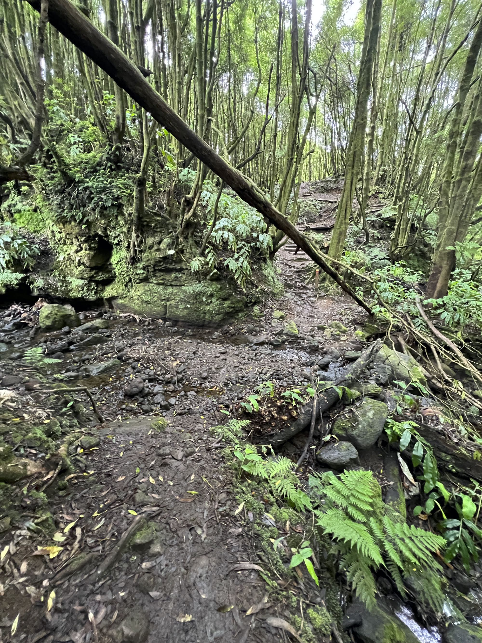 Tour 27 – Van Faial da Terra naar Água Retorta - Wandelgids van de Azoren