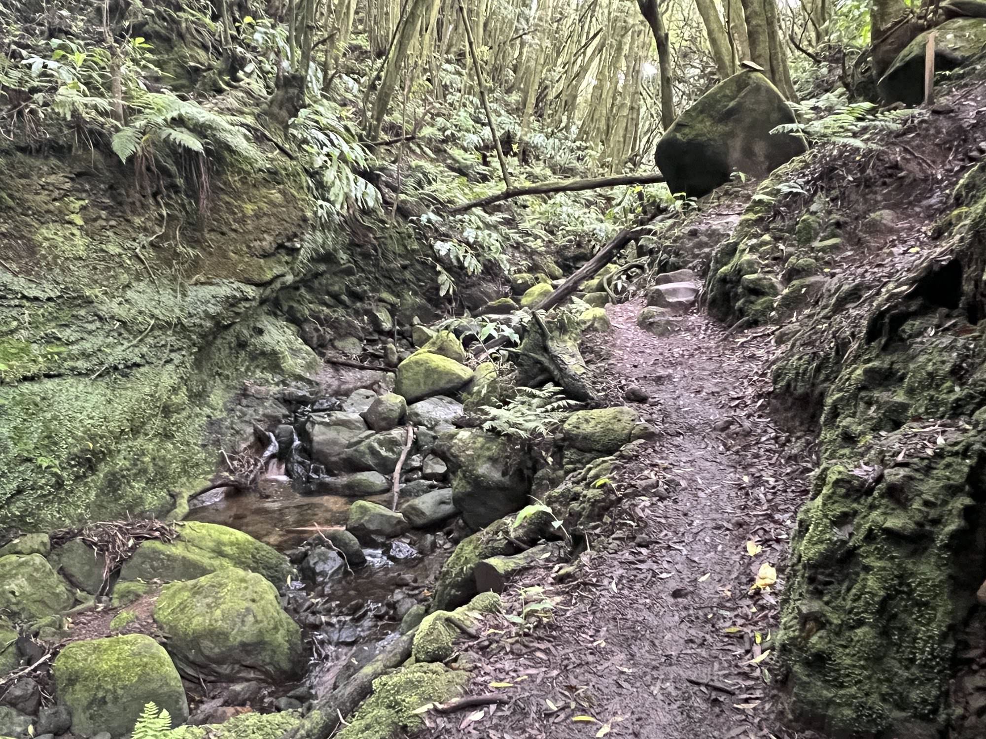 Tour 27 – Van Faial da Terra naar Água Retorta - Wandelgids van de Azoren