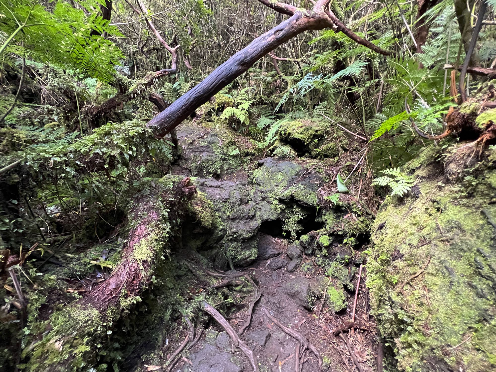 Tour 78 – Mysterios Negros - Wandelgids Azoren