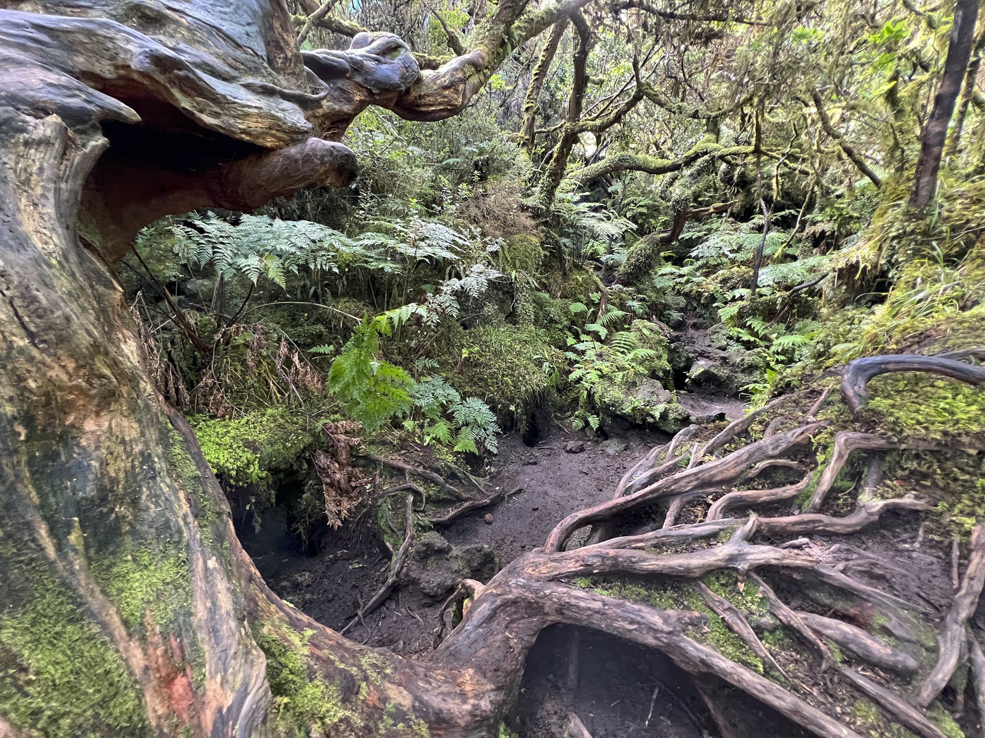 Tour 78 – Mysterios Negros - Wandelgids Azoren